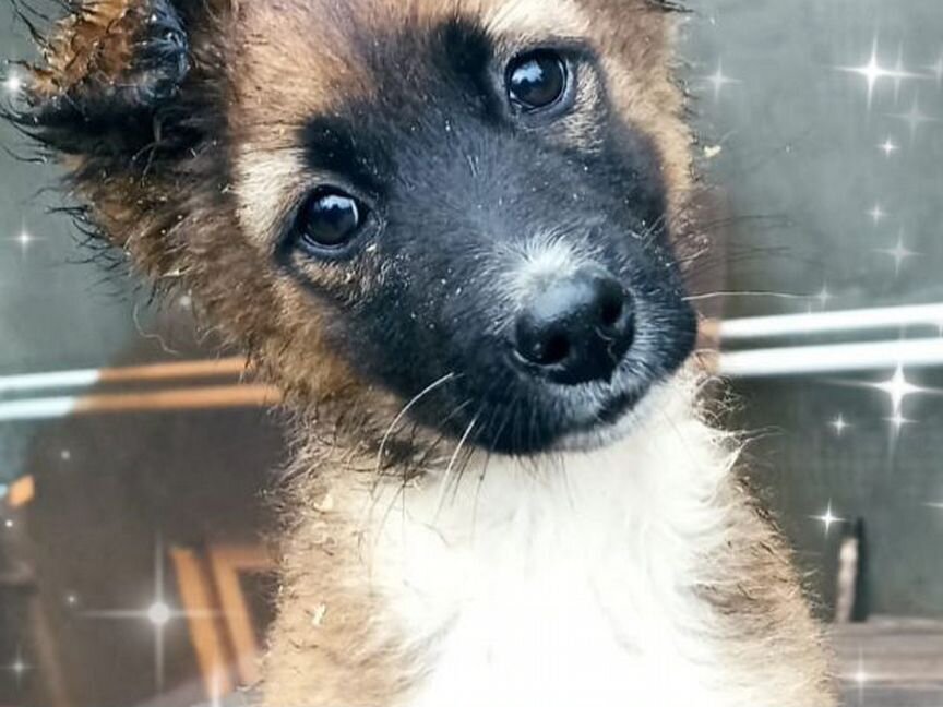 Собака, это не просто охрана, это друг