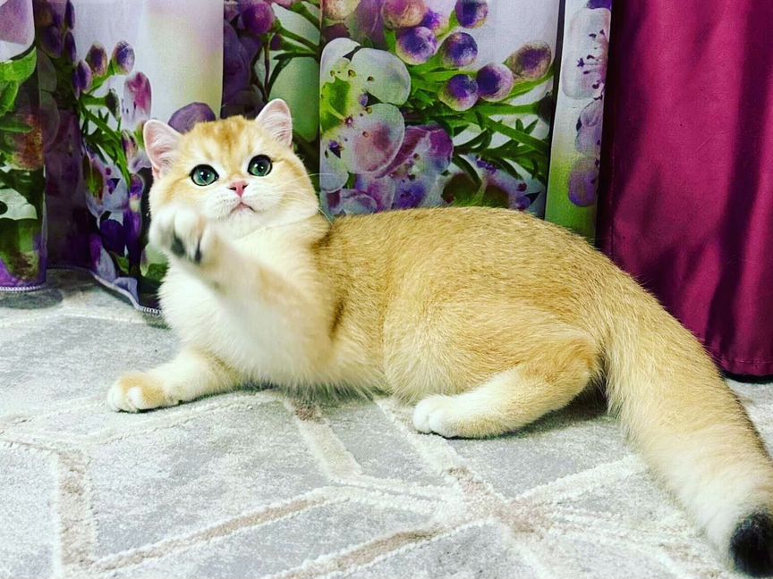 Британская девочка золотая шиншилла