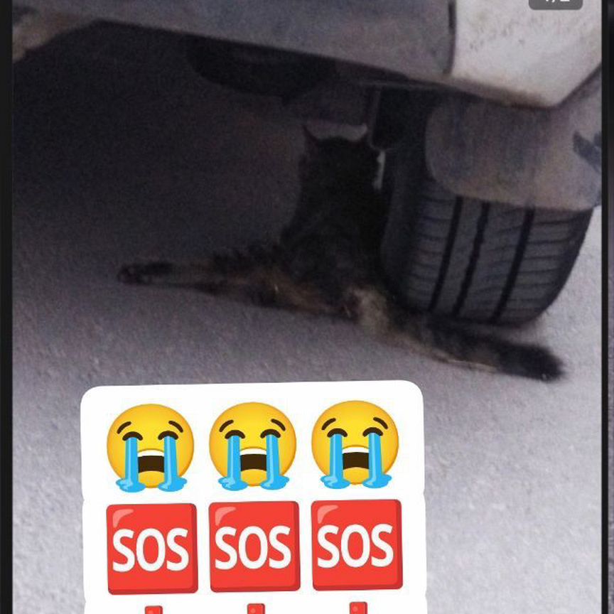 Котенок Яра ищет семью