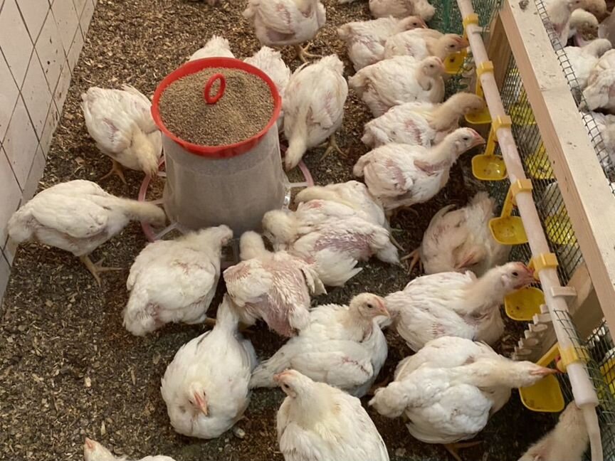 Цыплята-бройлеры 35 суток