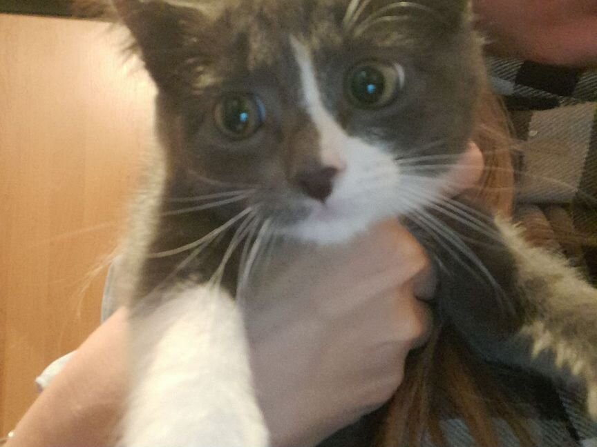 Кошечка маленькая девочка