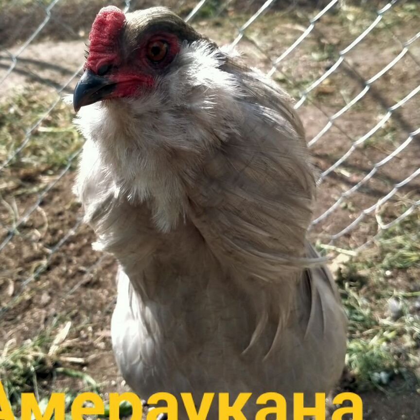 Петушки Амераукана лаванда