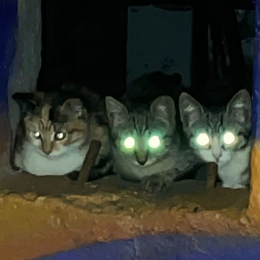 Котята