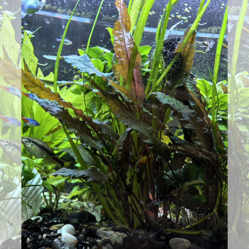 Аквариумные растения