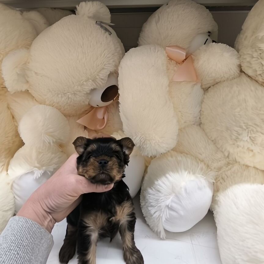 Йоркширский терьер, щенок