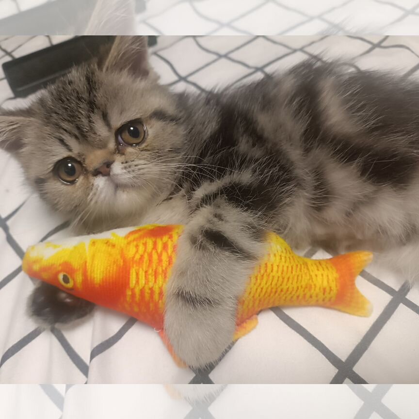 Экзотический короткошёрстный котёнок