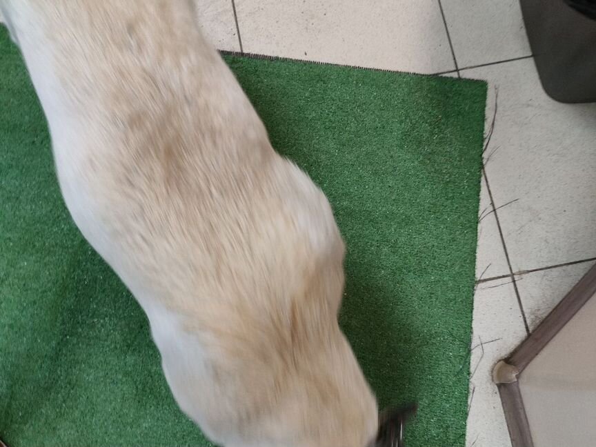 Собаки бесплатно в добрые руки