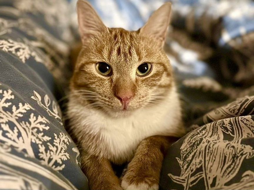 Яркий Абрикос