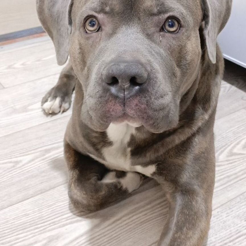 Кане корсо в добрые руки