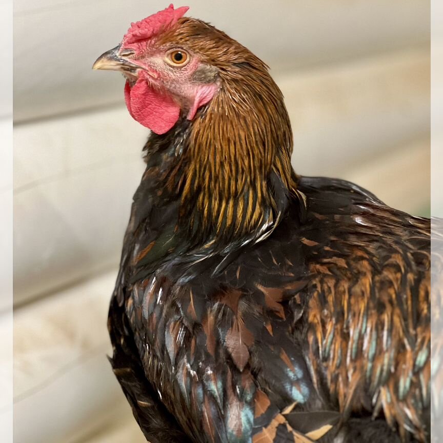 Петух Виандот