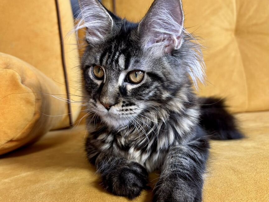 Мейн кун кошка