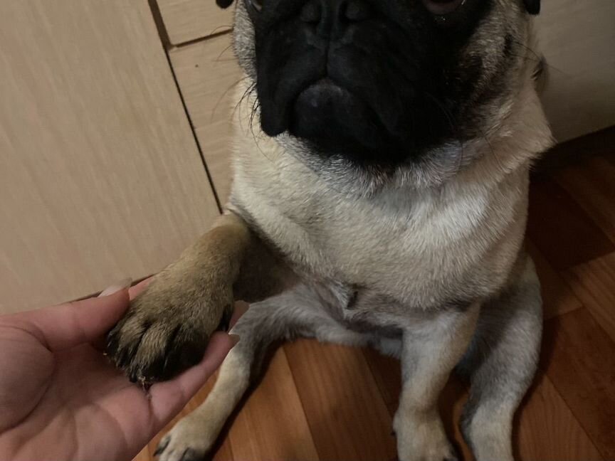 Мопсы продажа