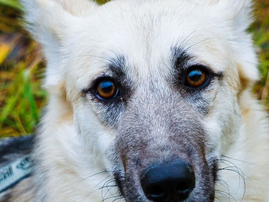 Бонита. Блондинка с карими глазами