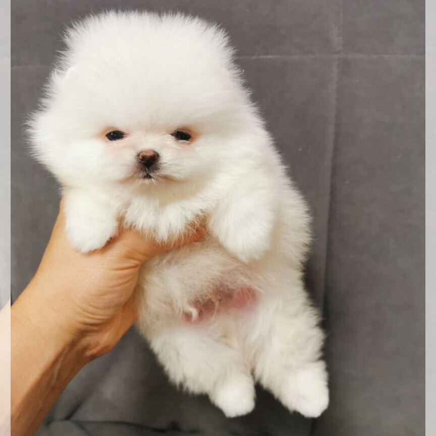 Померанский шпиц, щенок