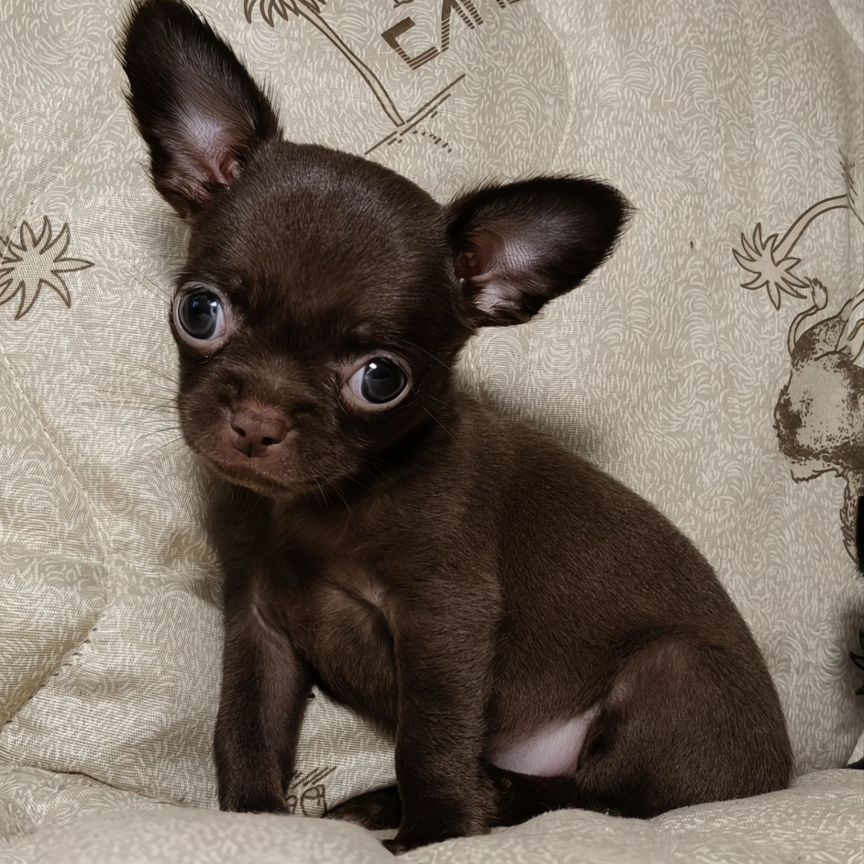 Чихуахуа, щенок