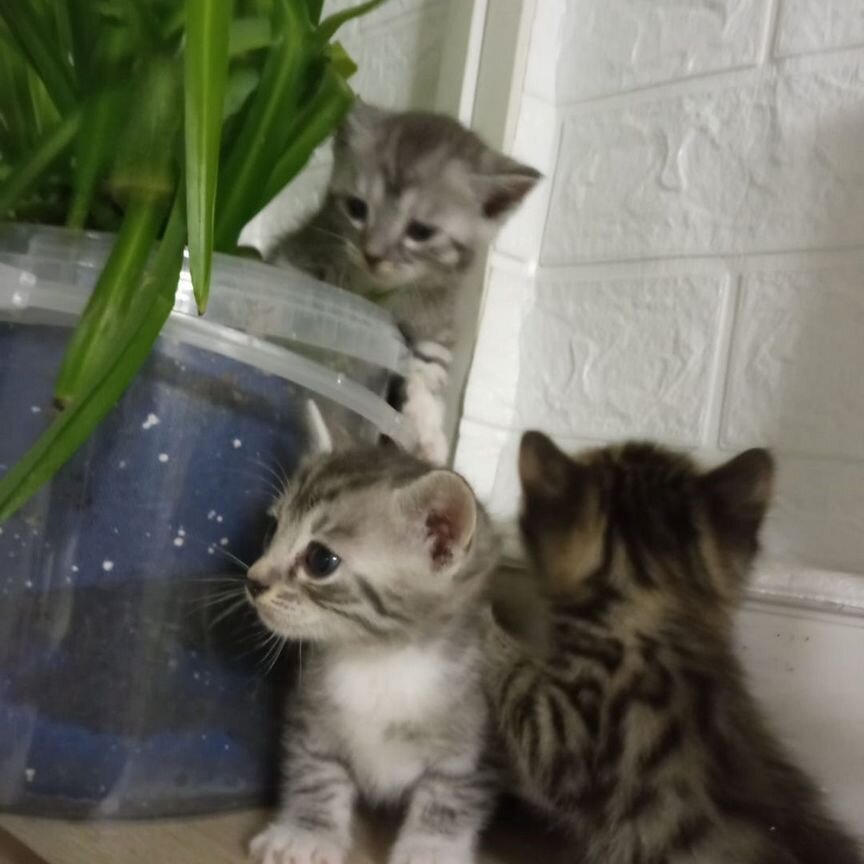 Британские котята