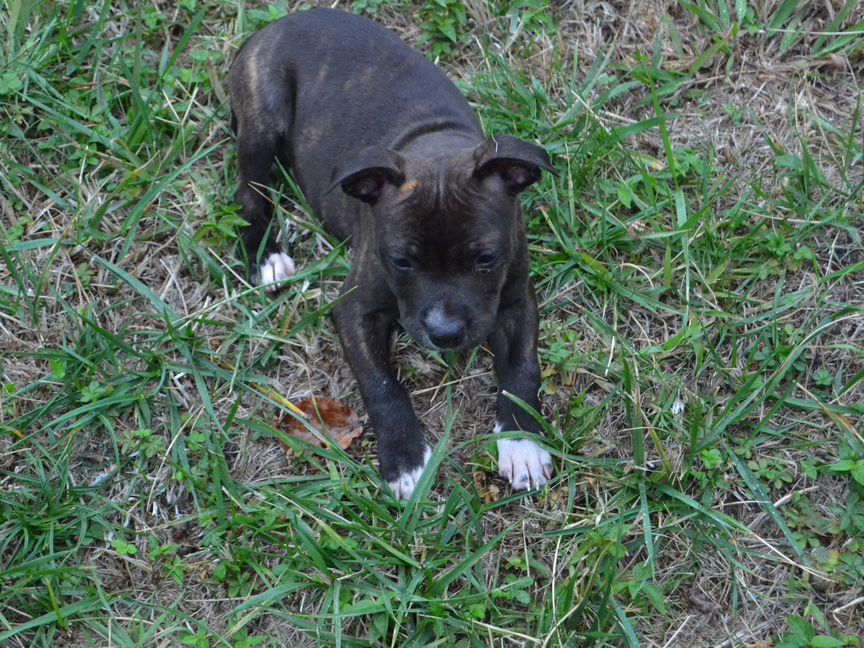 Английский стаффордширский бультерьер