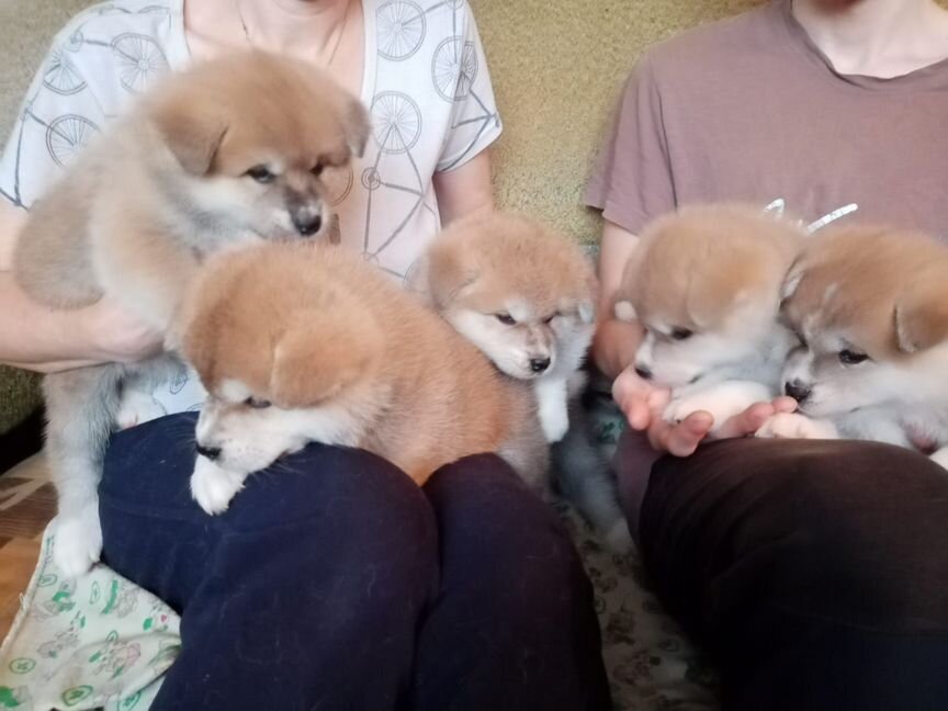 Акита ину(японская)