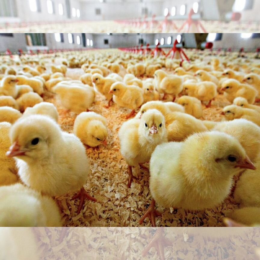 Цыплята бройлеры кобб 500