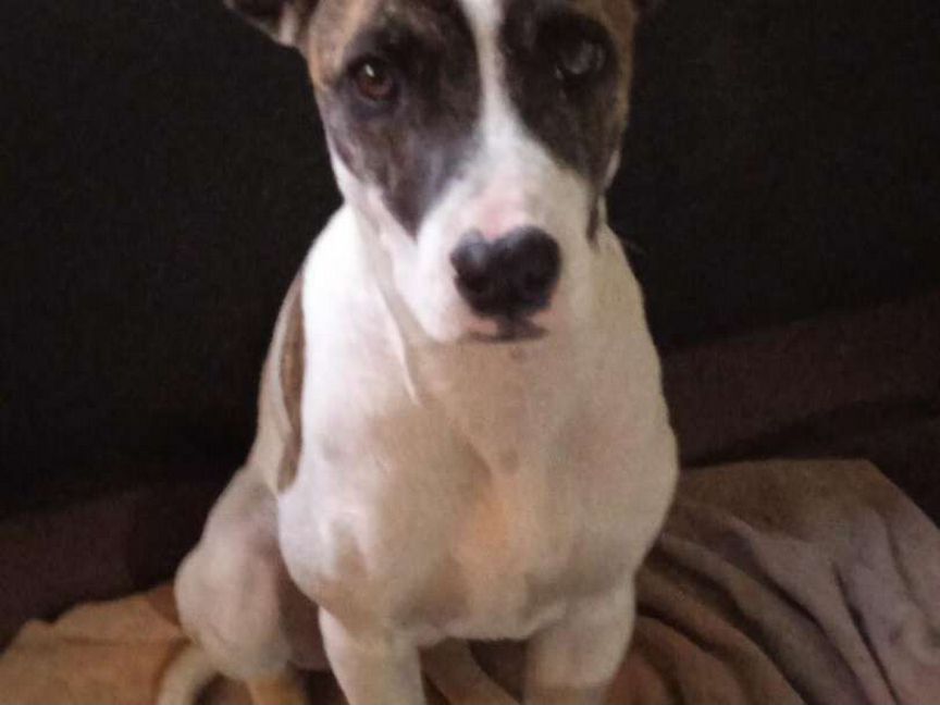 Стаффордширский терьер