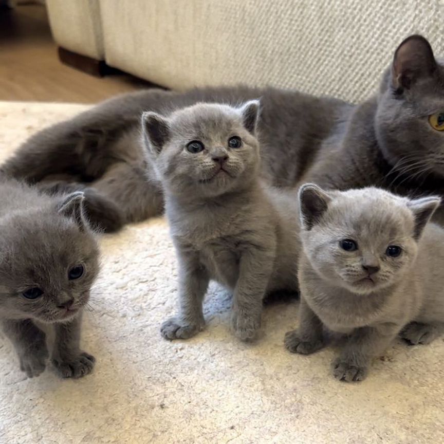 Британский короткошёрстный котёнок