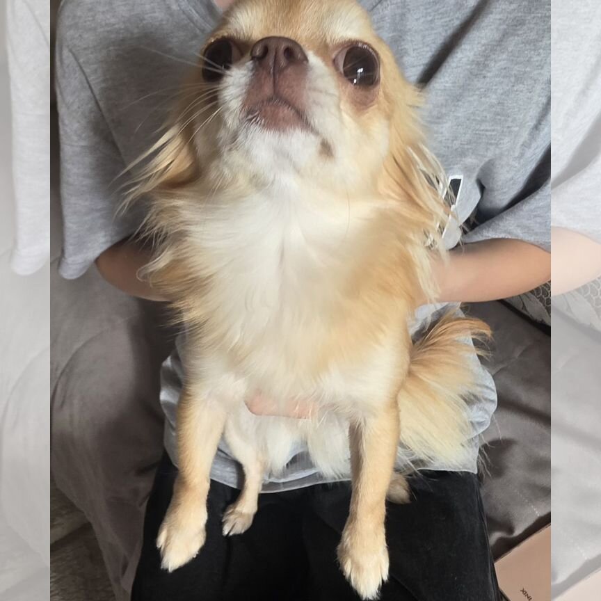 Чихуахуа, взрослая собака