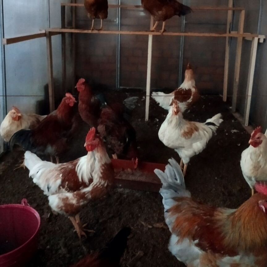 Молодые петухи на Фото все петухи