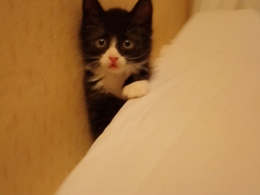 Котенок, девочка, в добрые руки