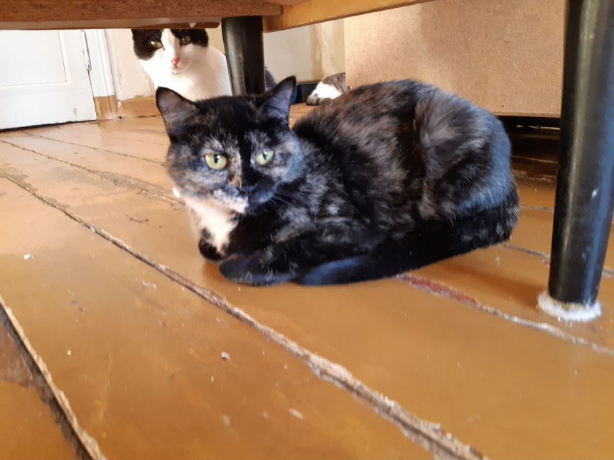 Ищем добрых людей для молодой кошечки