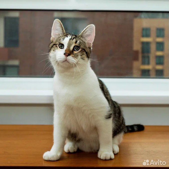 Котик мальчик Гриша 11 мес ищет семью