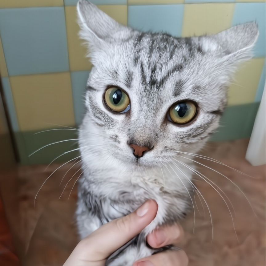 Котёнок в добрые руки