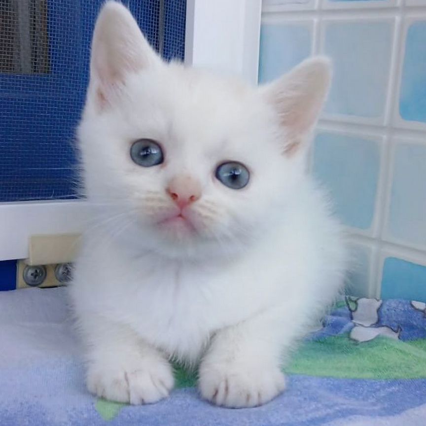 Прямоухие котята шотландцы девочка и мальчик