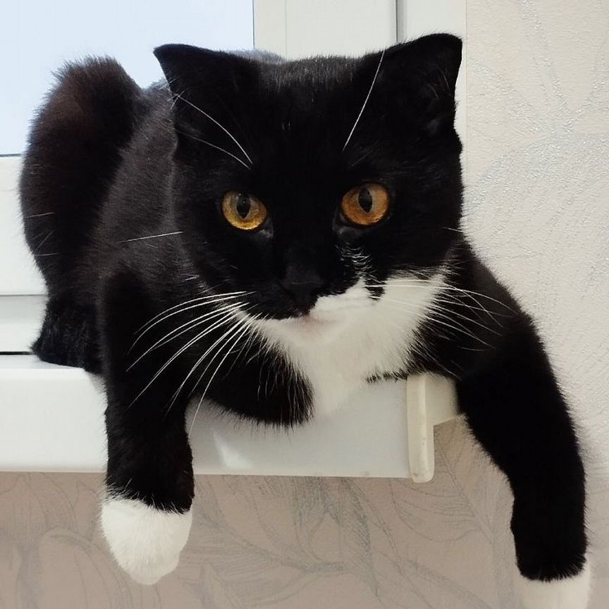 Шотландская вислоухая короткошёрстная кошка, взрослая