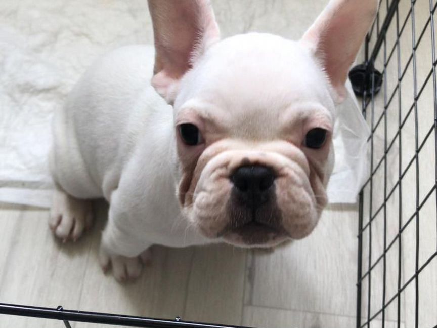 Щенок французик