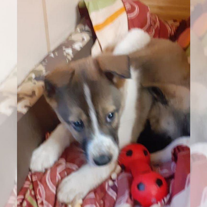 Щенок в добрые руки