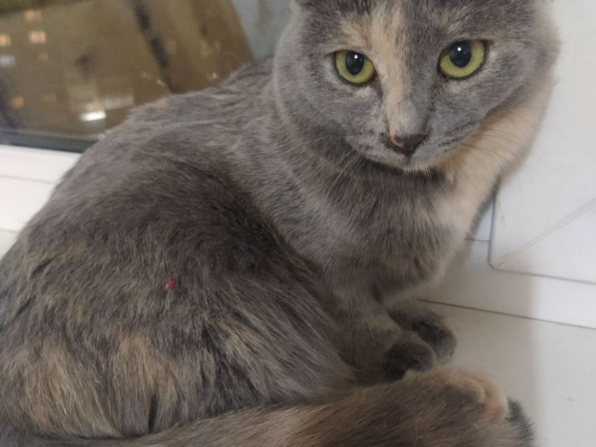 Лаковая и милая трехцветная киса - счастье в дом