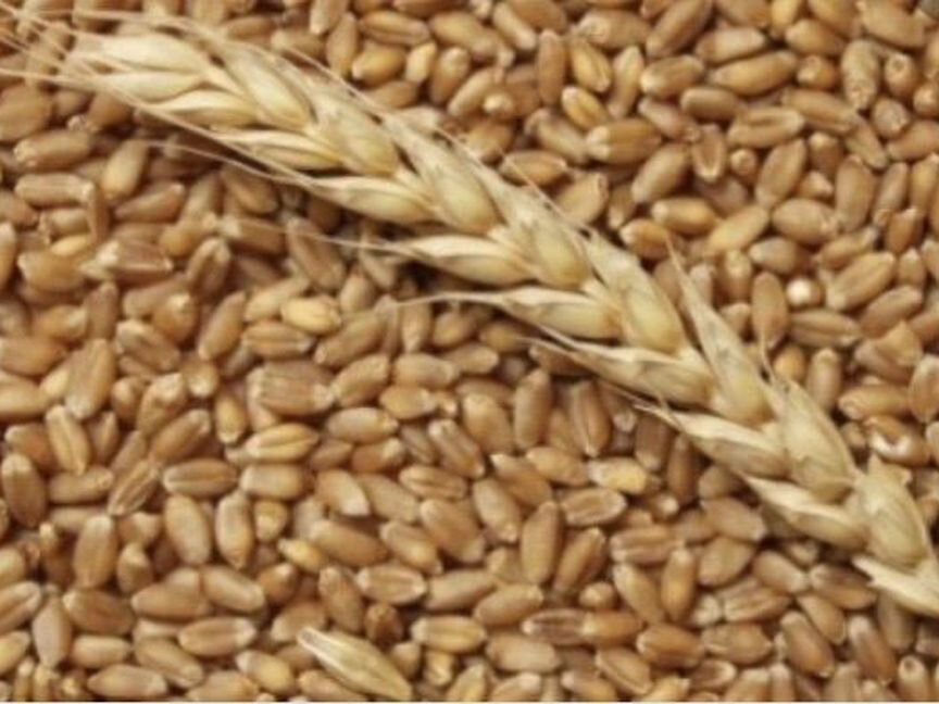 Пшеница мягкая