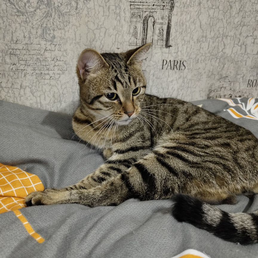 Парнишка Кузя в заботливую семью