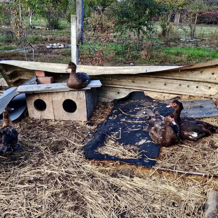 Продам индоуток шоколад чистая порода