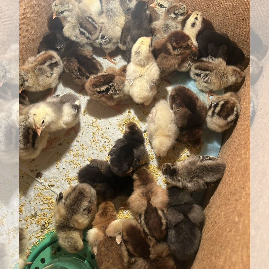 Инкуационное яйцо / виандот, кучинская, лакендази