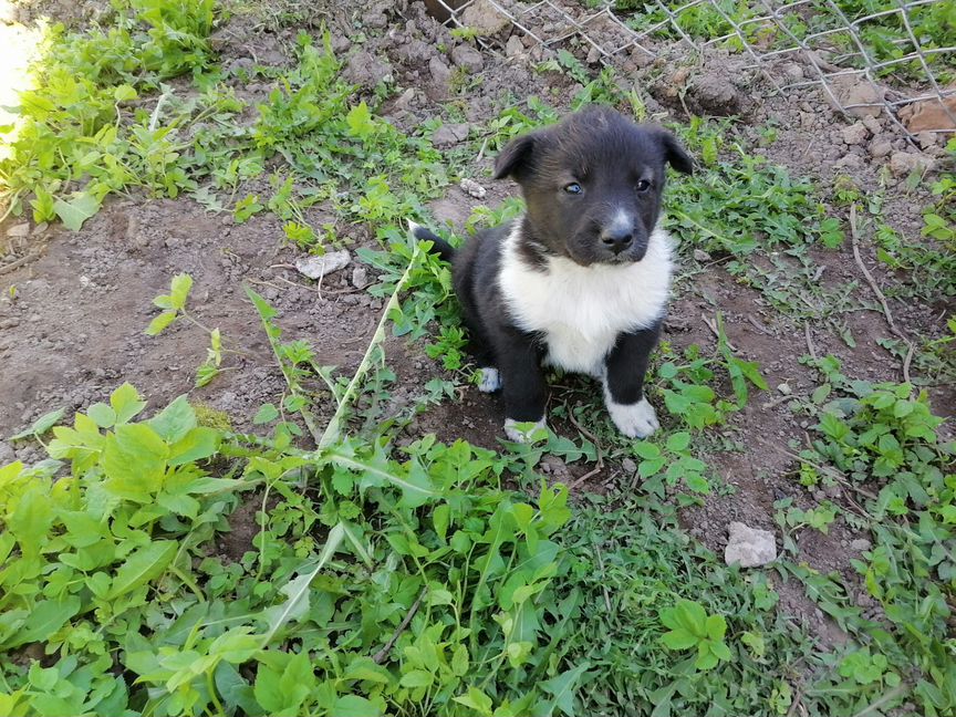 Собака в добрые руки отдам бесплатно