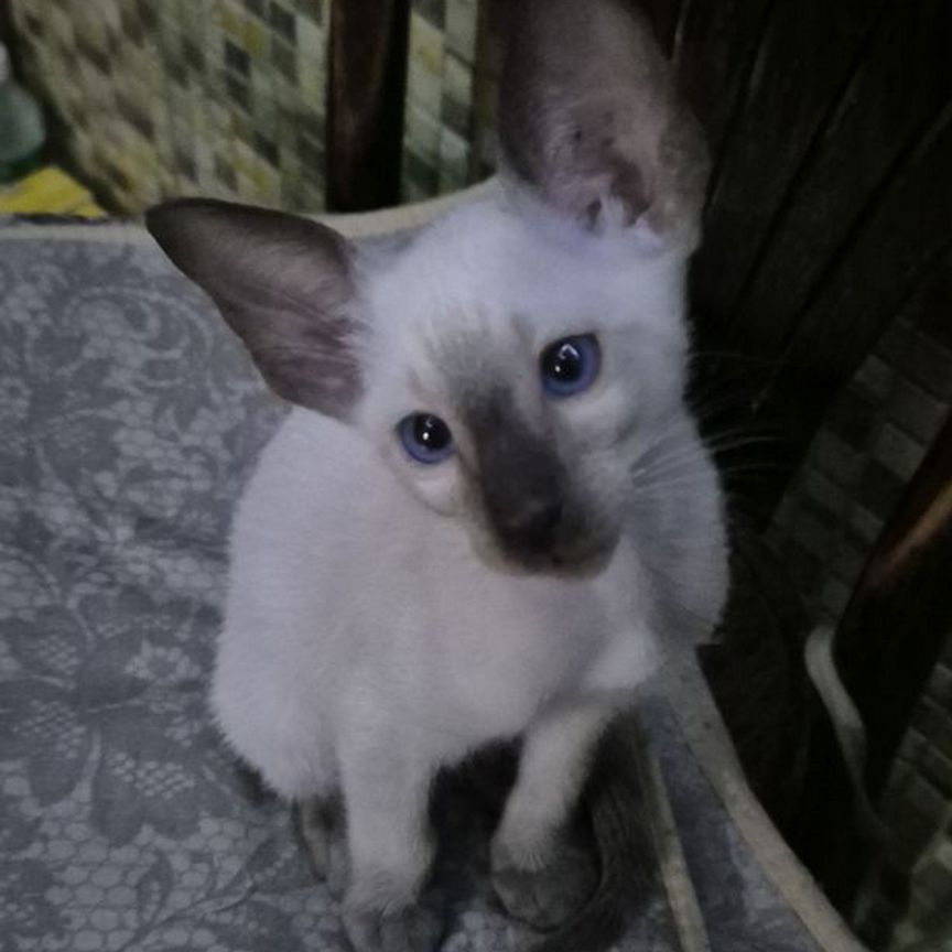 Ориентальный котёнок