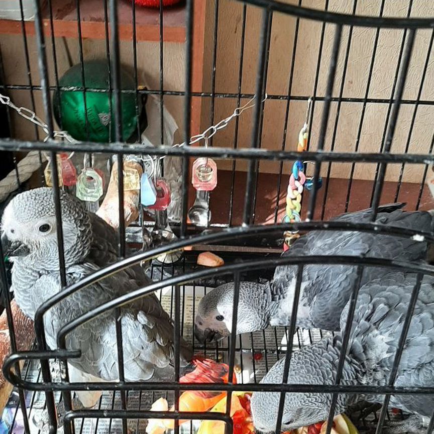 Птенцы большого попугая