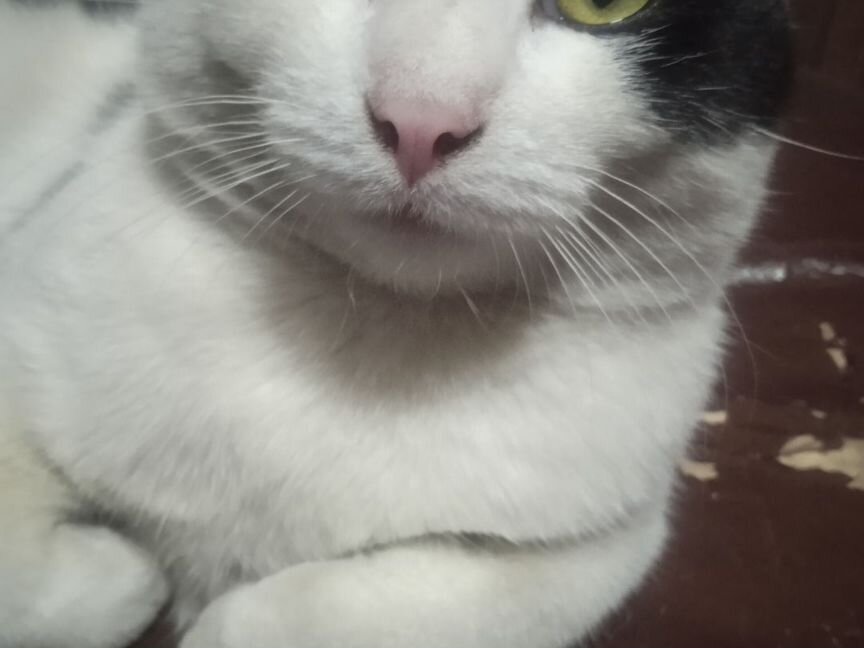 Очень ласковый кот