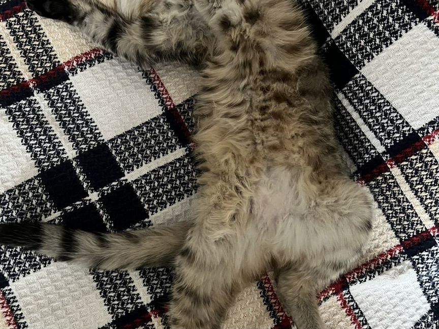 Продам кошку за миллион