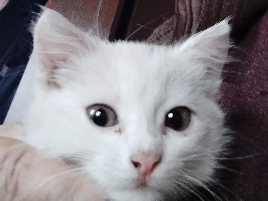 Котенок белый пушистый девочка