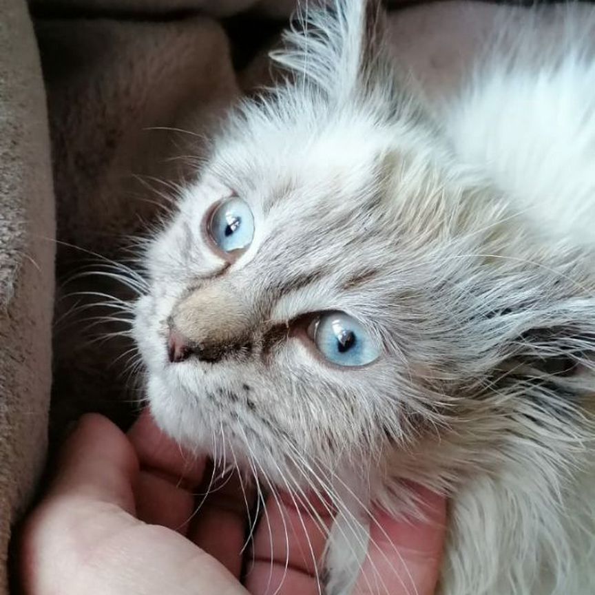 Невские маскарадные котята бесплатно