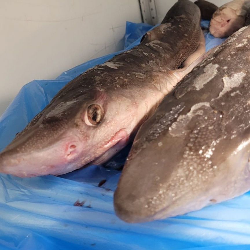 Акула катран тушка