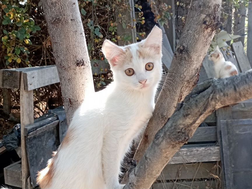 Верные друзья в заботливые ручки