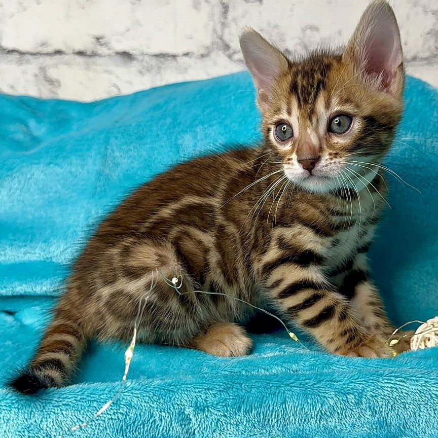 Бенгальские котята с документами